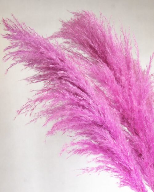 Fluffig Pampasgräs rosa - Flora Grossist