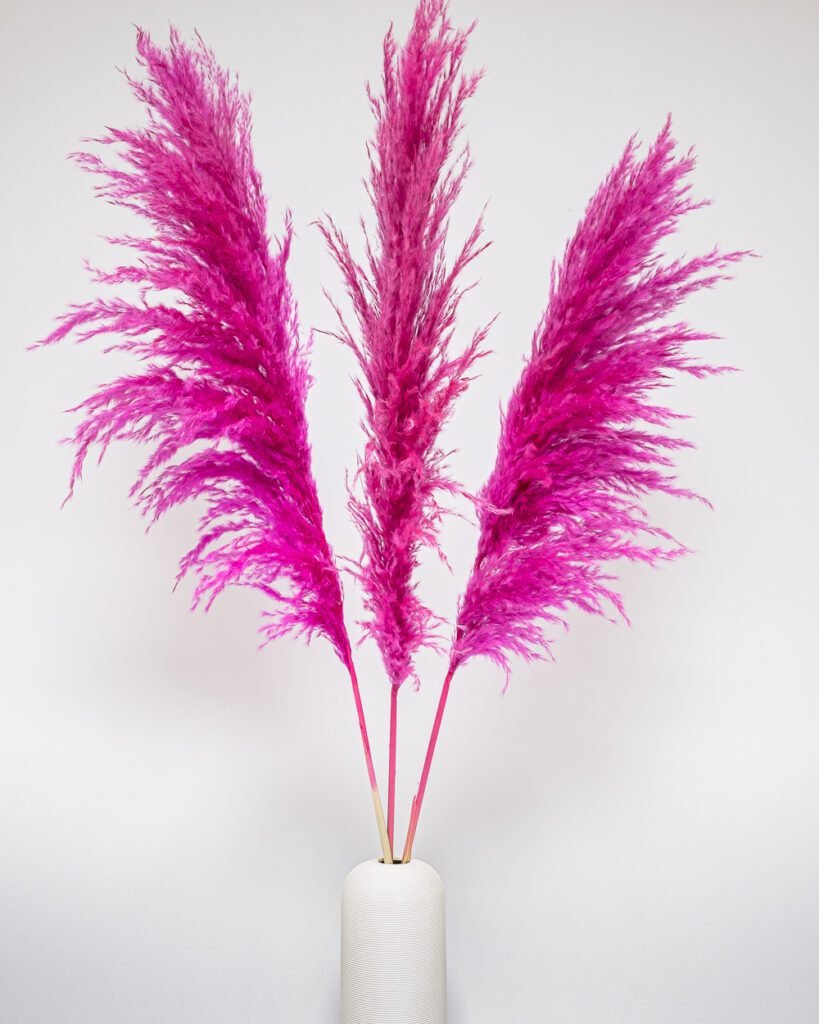 Fluffig Pampasgräs rosa - Flora Grossist